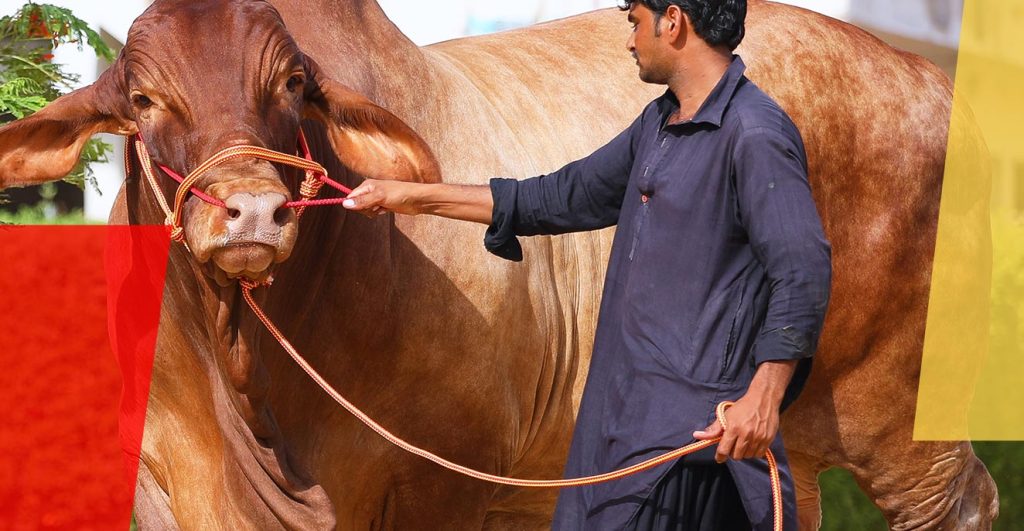Cow/Bull – Surti Cattle Farm