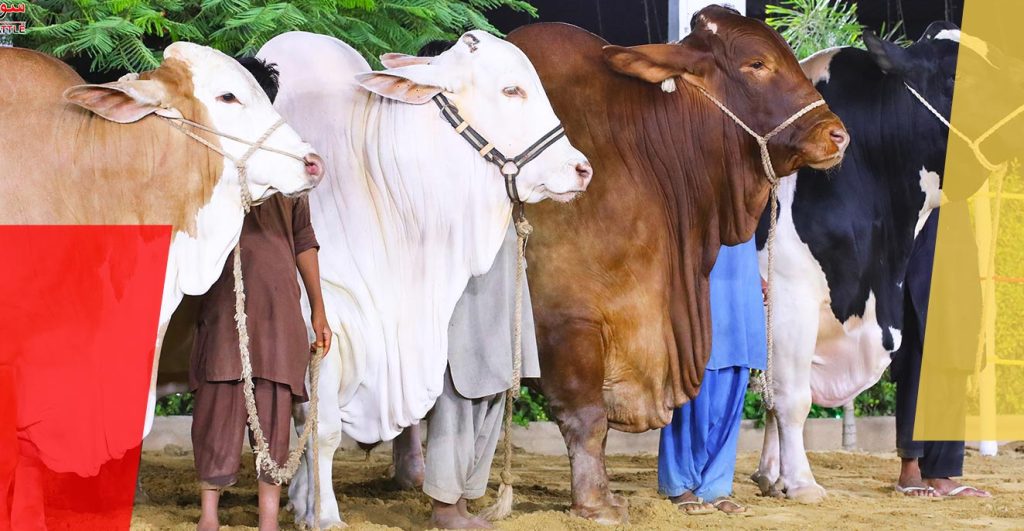 Palai Services – Surti Cattle Farm