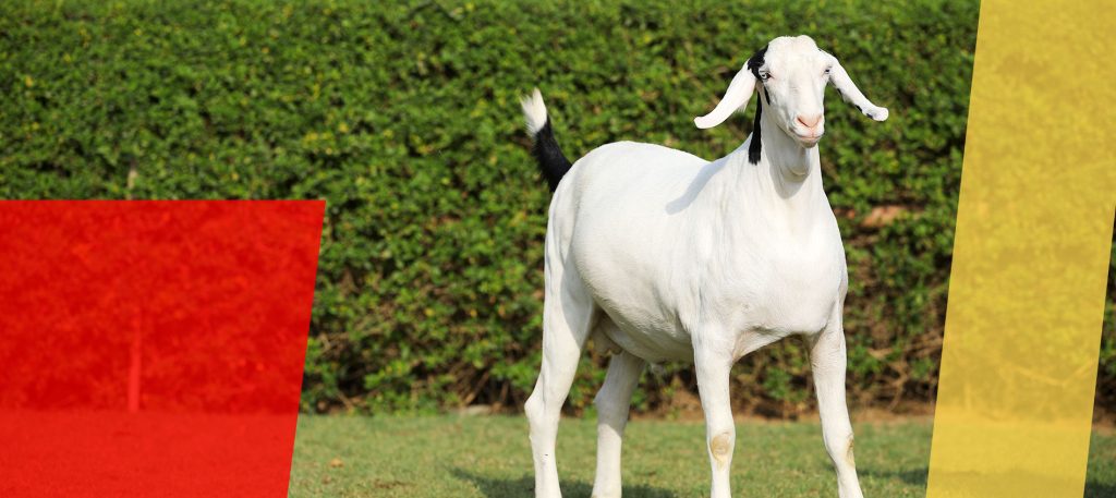 Goat/Sheep – Surti Cattle Farm