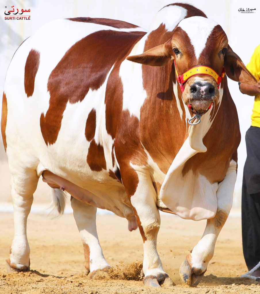 Season 2023 – Surti Cattle Farm