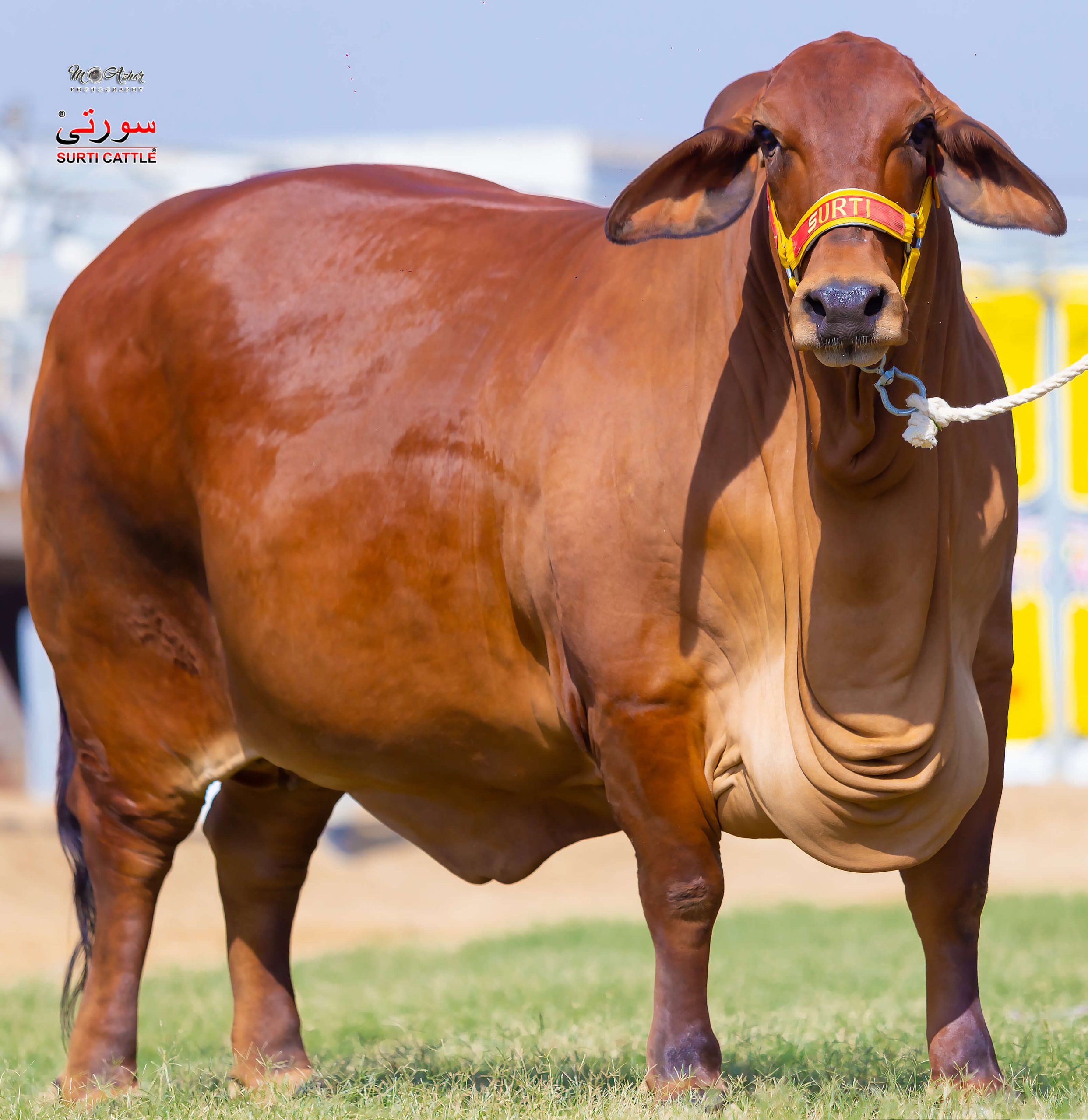 Season 2024 – Surti Cattle Farm