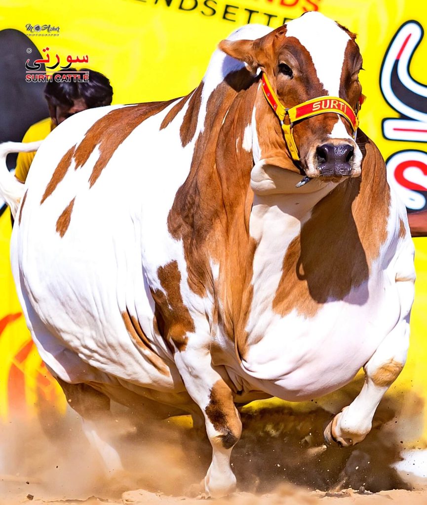 Season 2024 – Surti Cattle Farm