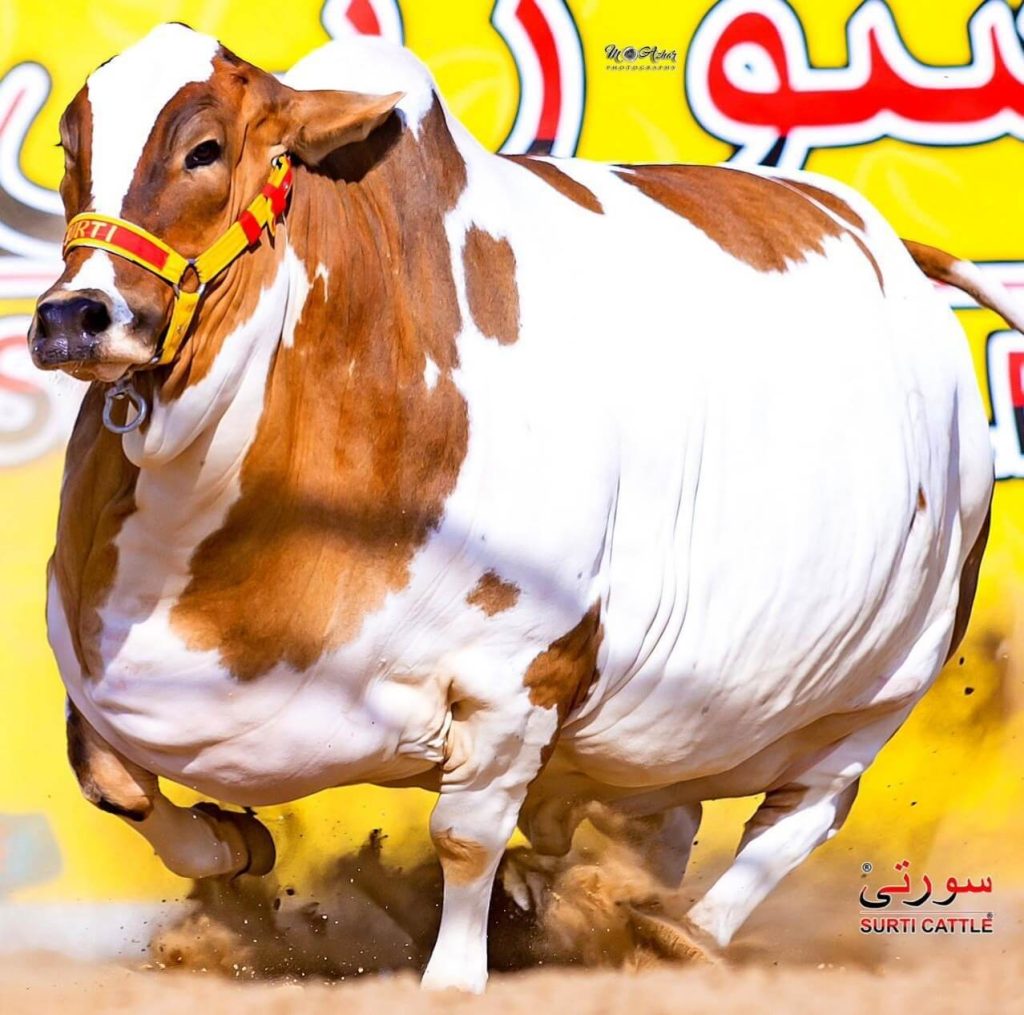 Season 2024 – Surti Cattle Farm